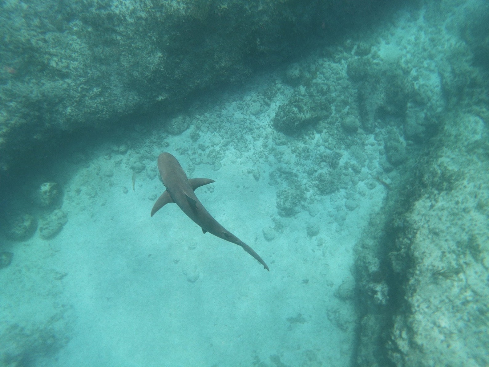 Reef Shark Watercolour Print Marine Themed Wall Art Home - Etsy