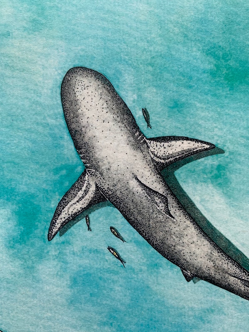 Reef Shark Watercolour Print - Marine Themed Wall Art Home Design - Etsy