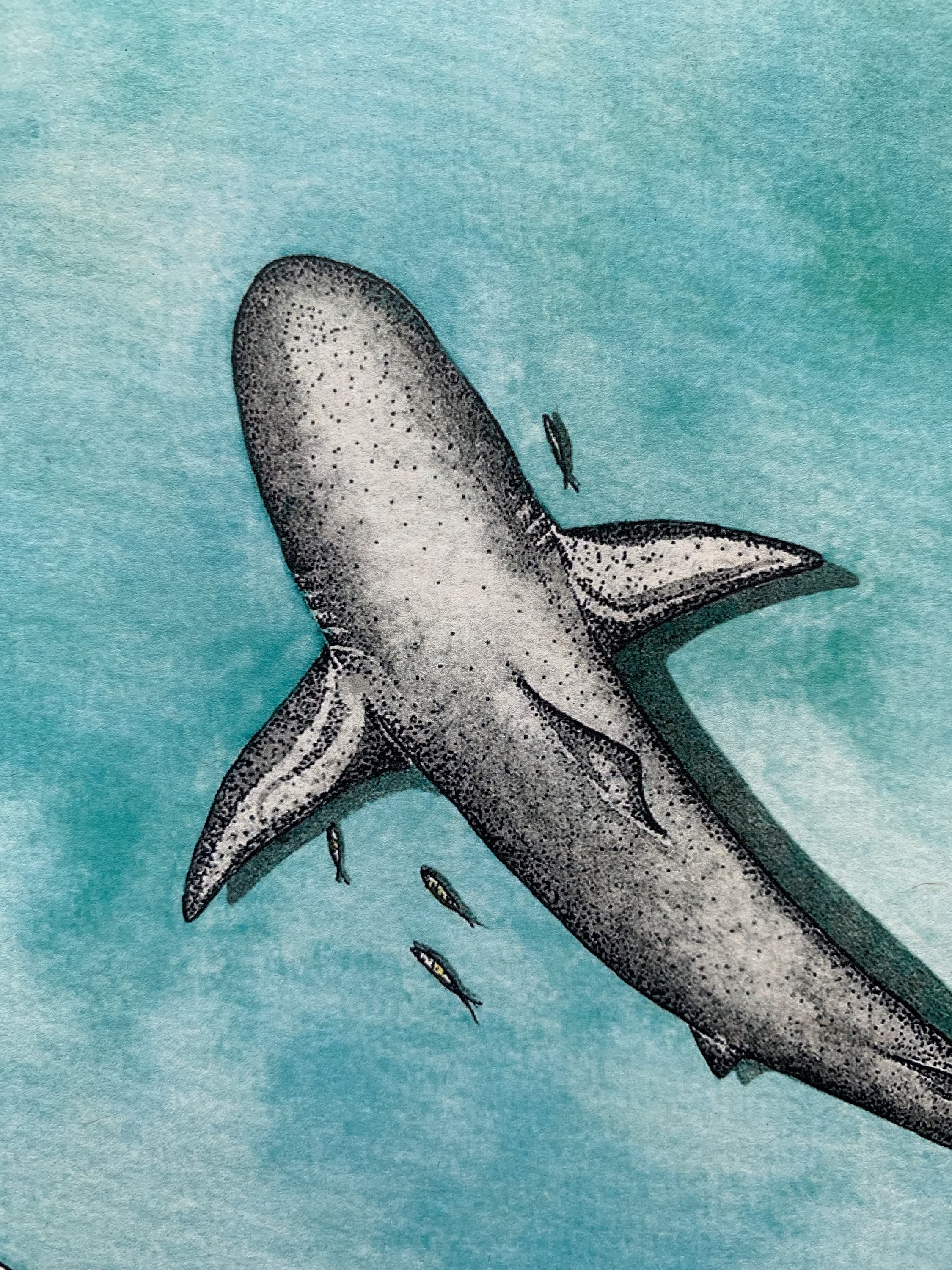 Reef Shark Watercolour Print - Marine Themed Wall Art Home Design - Etsy