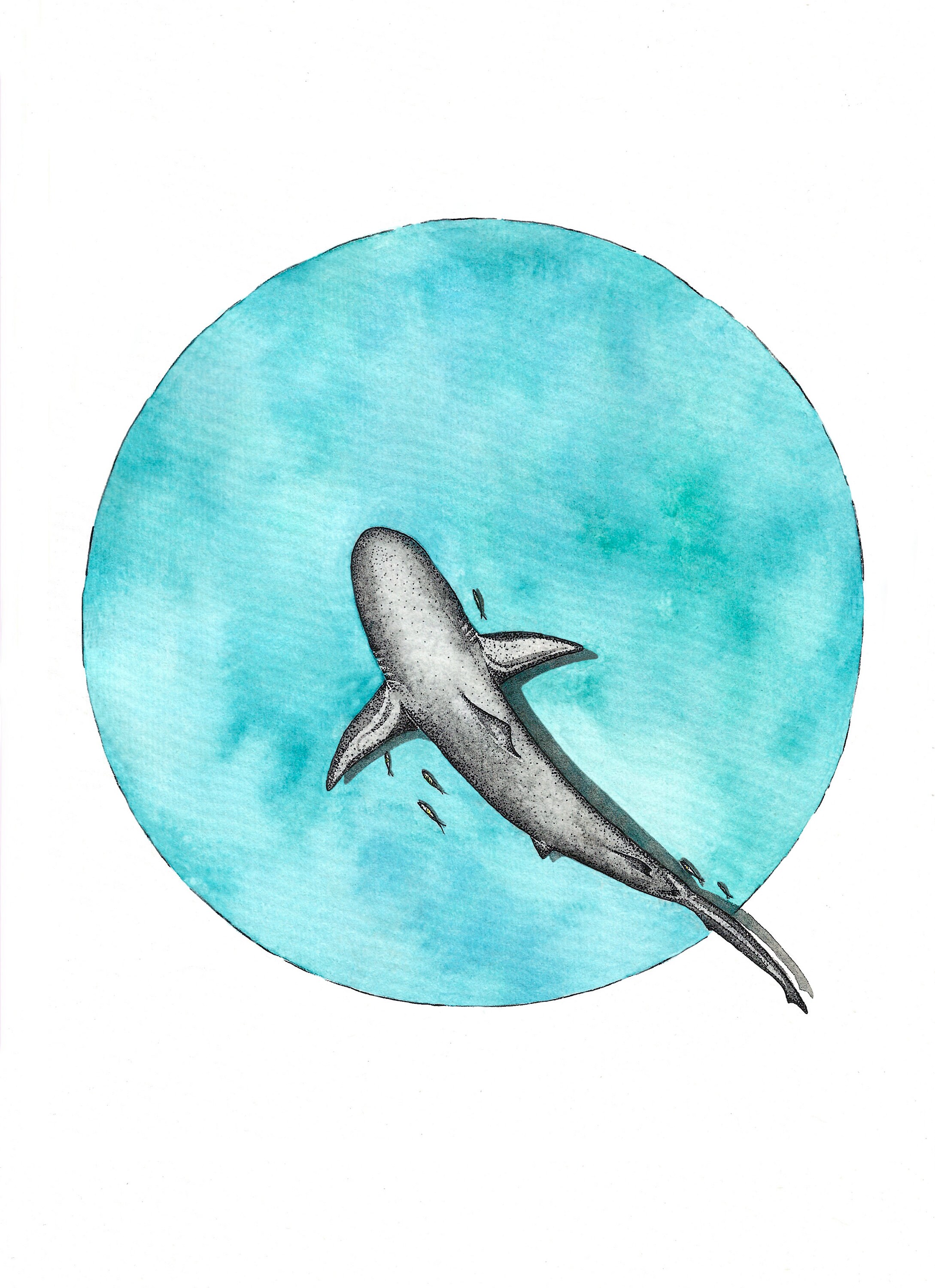 Reef Shark Watercolour Print - Marine Themed Wall Art Home Design - Etsy