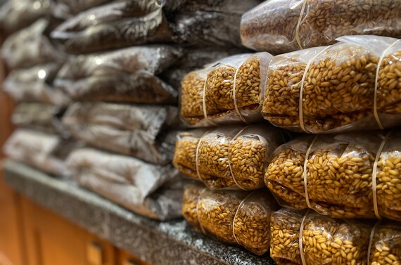 Outdoor & Gardening Sterilized Spawn Basic Monotub GrowKit and Casing ...