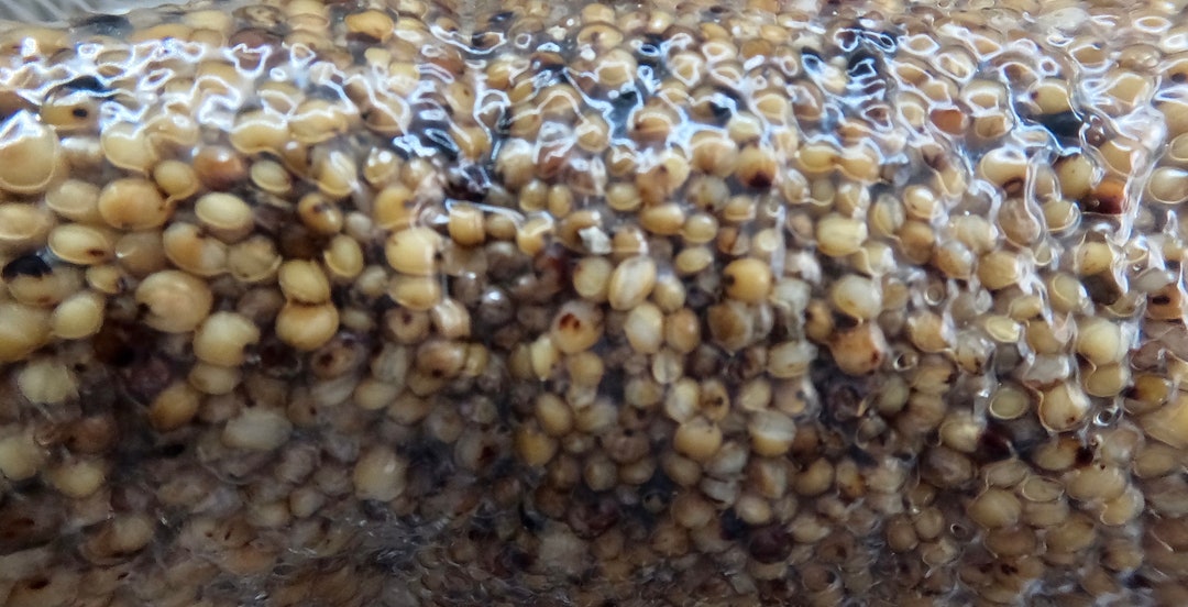 White Milo Sterilized Hydrated Grain Bag - Etsy