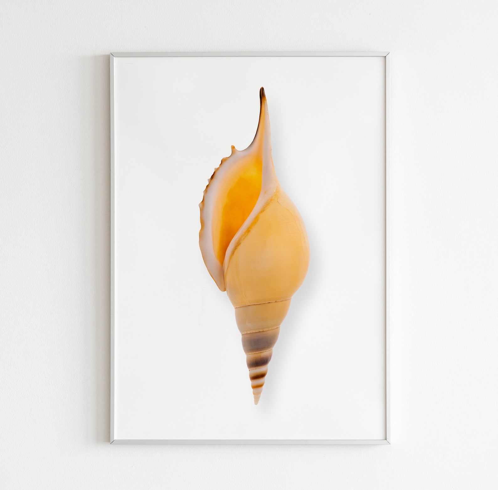 Downloadable and Printable Files Photo of Exotic Seashell on - Etsy