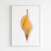 Downloadable and Printable Files Photo of Exotic Seashell on - Etsy