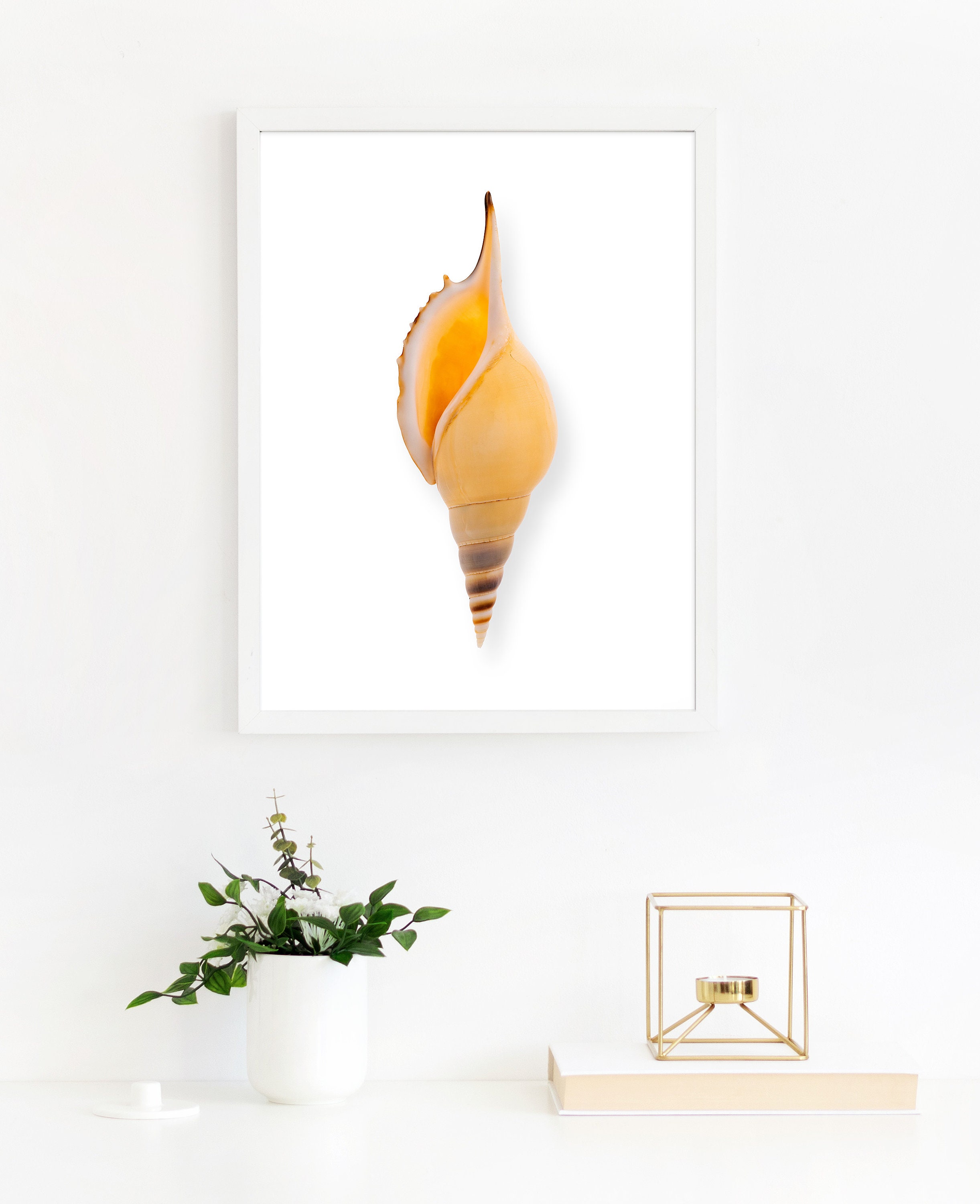 Downloadable and Printable Files Photo of Exotic Seashell on - Etsy