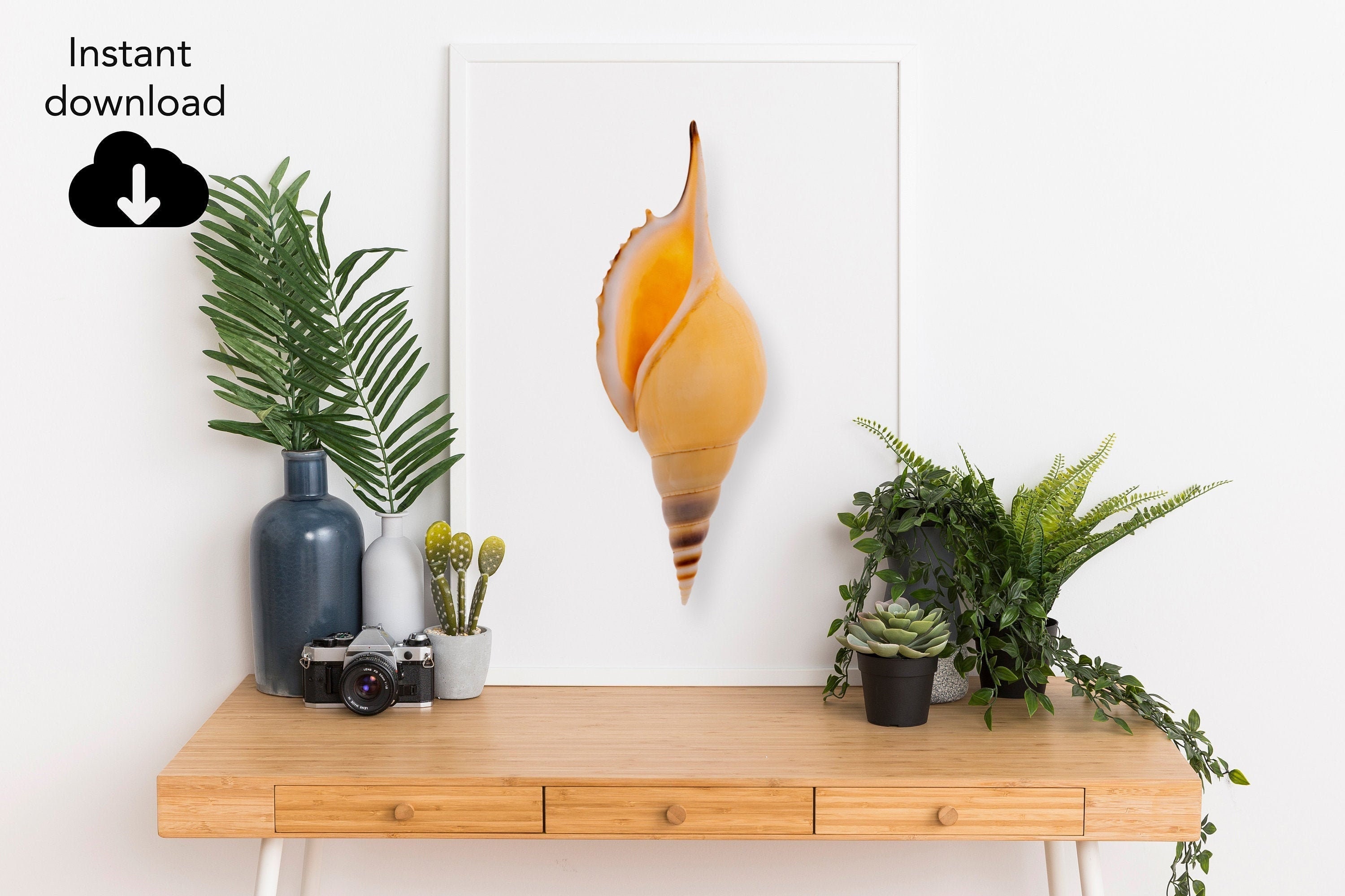 Downloadable and Printable Files Photo of Exotic Seashell on - Etsy