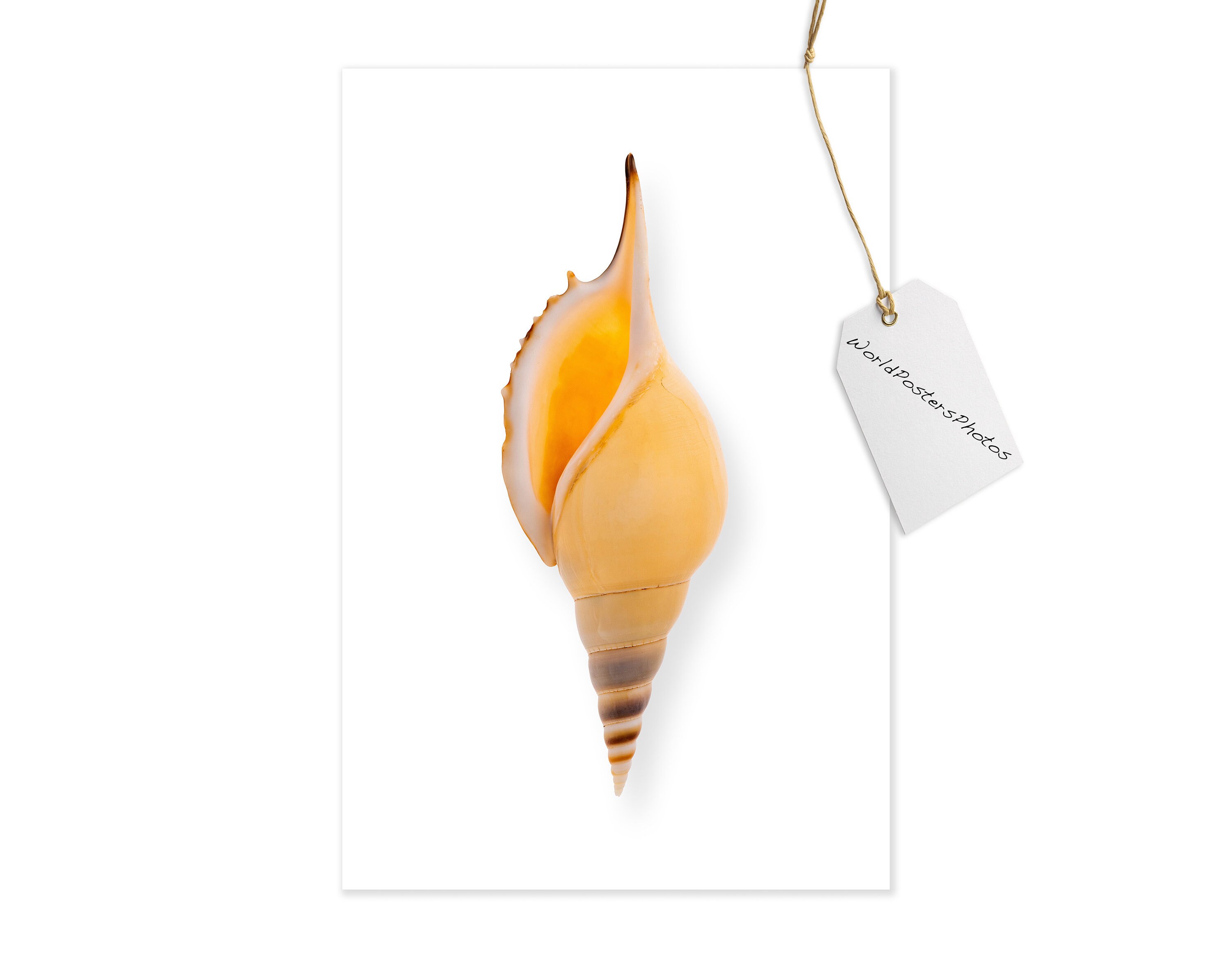 Downloadable and Printable Files Photo of Exotic Seashell on - Etsy