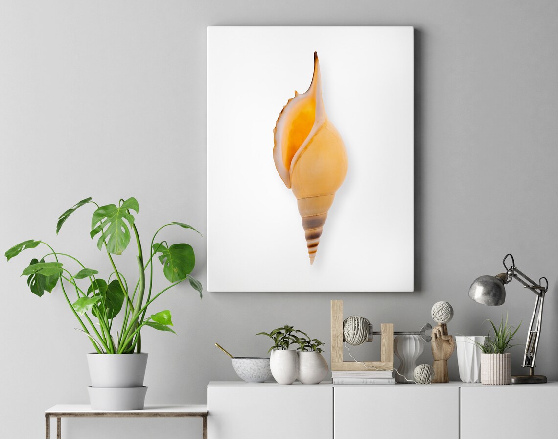 Downloadable and Printable Files Photo of Exotic Seashell on - Etsy