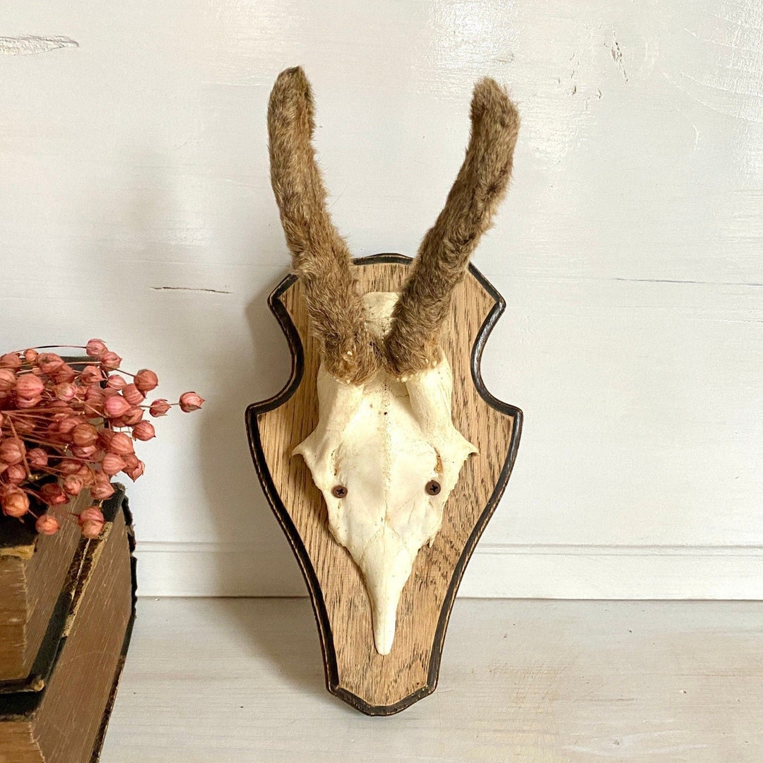 Vintage Velvet Roe Deer Antler Mount, Mounted Hunting Trophy, Rustic ...