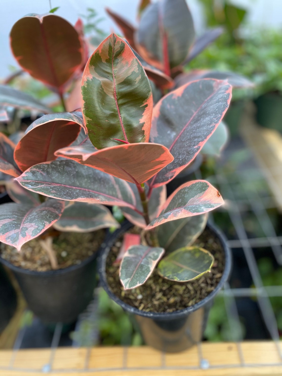 Ficus Ruby grown in 6 pot high color size varies | Etsy