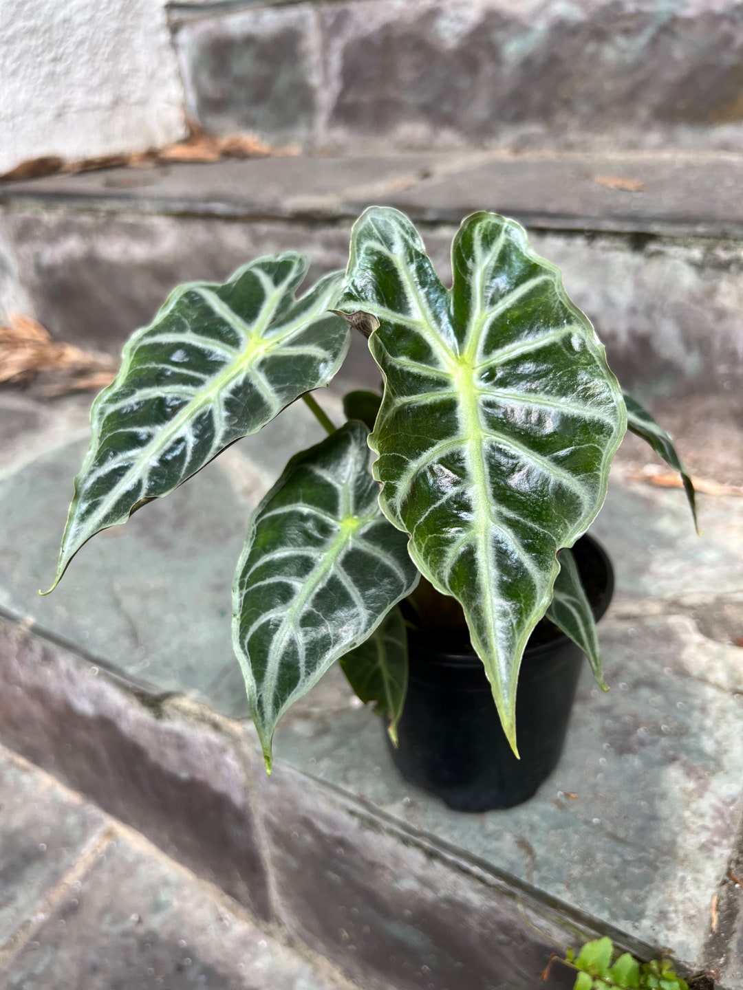 Alocasia Mandalay amazonica Mini Grown in 4 Pot Small - Etsy New Zealand