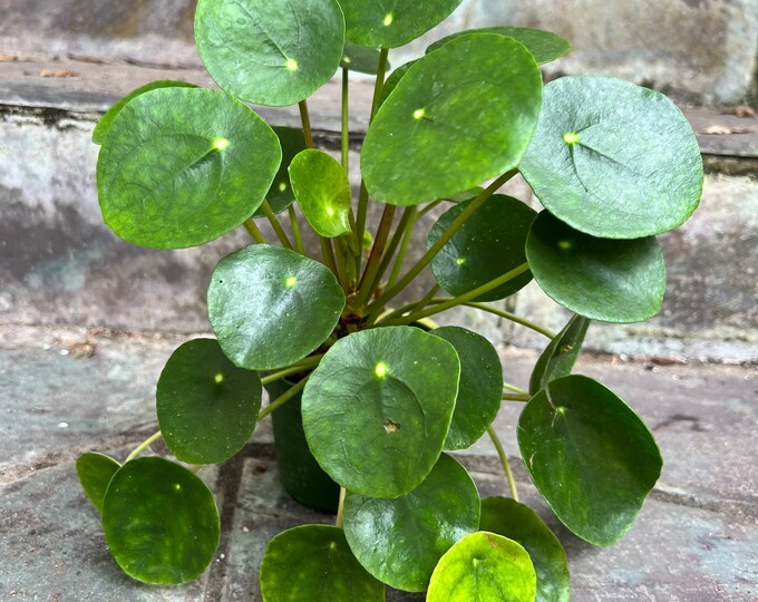 Pilea Peperomioides Very LARGE and FULL Grown in 4 Pot Size Varies May ...