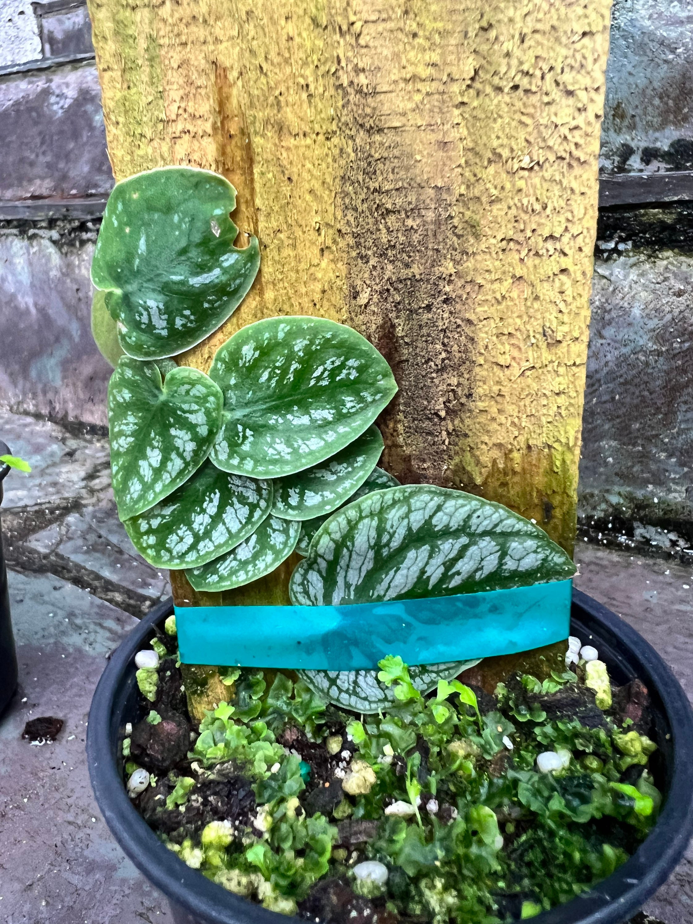 Monstera Dubia Shingling Plant Growing in 4 Pot Rare - Etsy