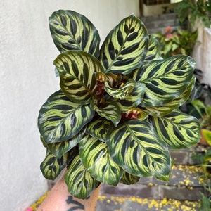 Calathea Makoyana peacock Dwarf Variety Grown in a 6 Pot - Etsy