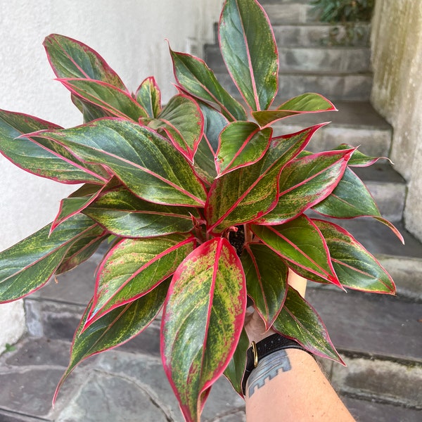 Chinese Evergreen Aglaonema - Etsy