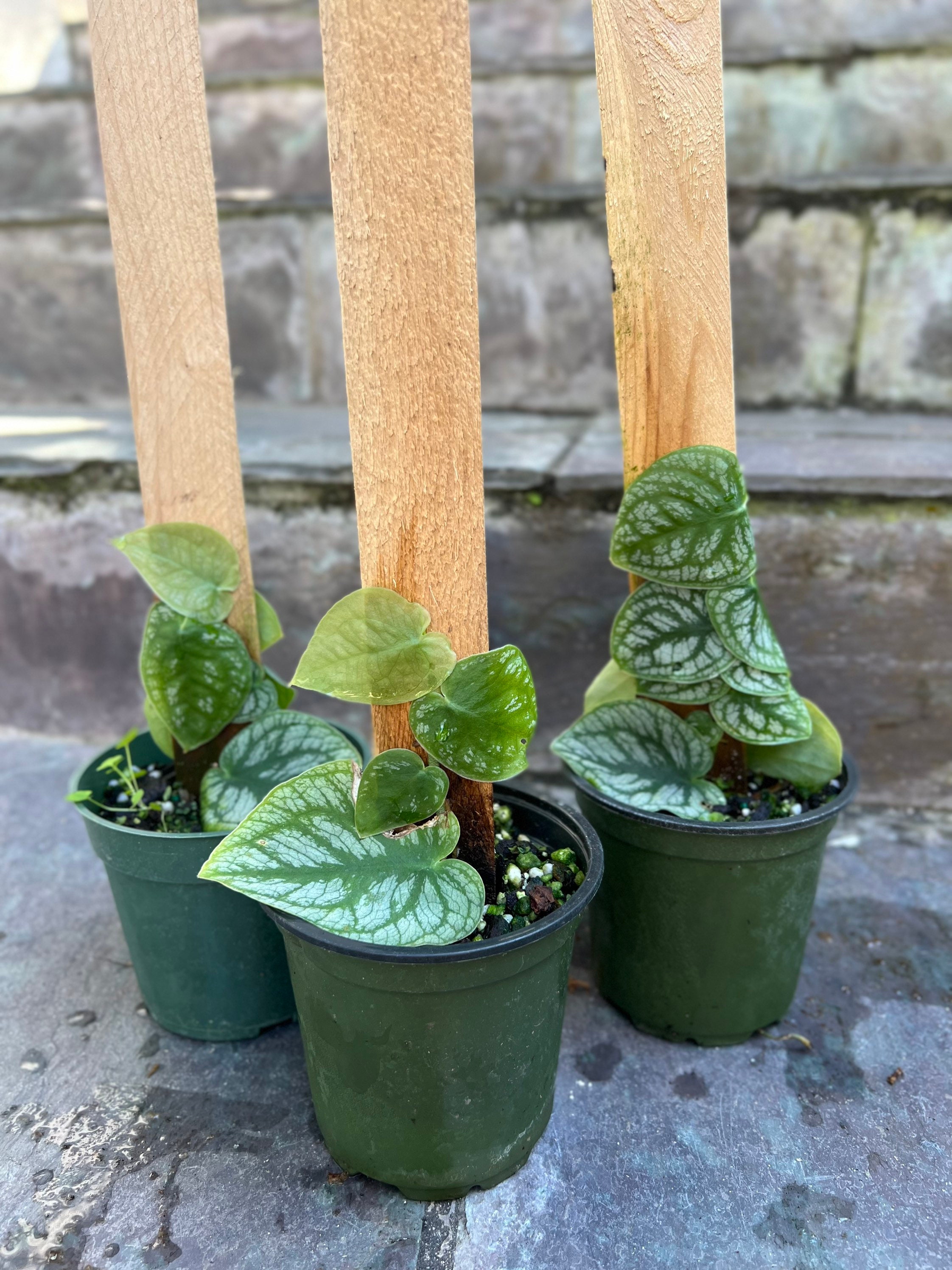 Monstera Dubia Shingling Plant Growing in 4 Pot Rare - Etsy