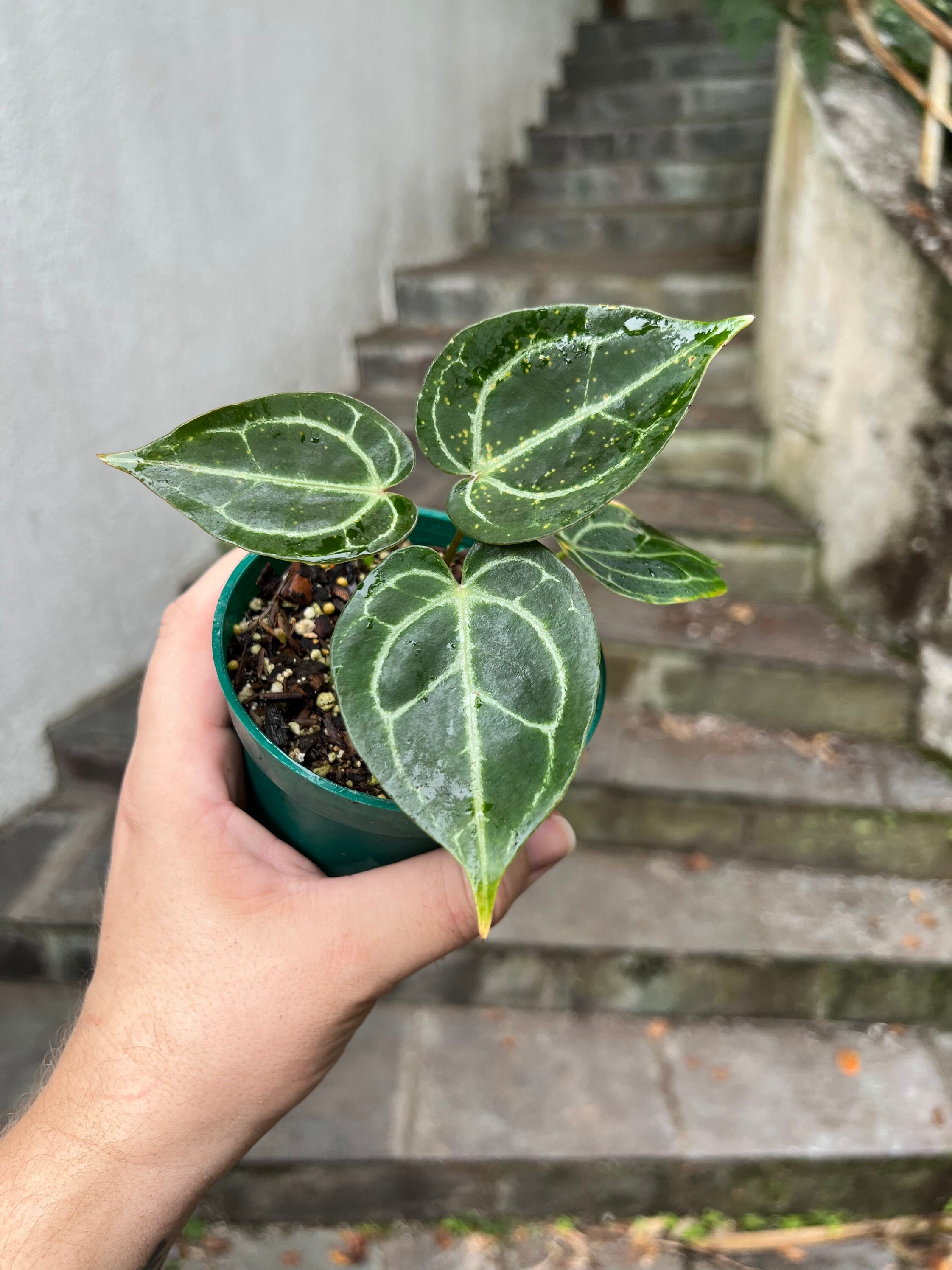 Blue Anthurium