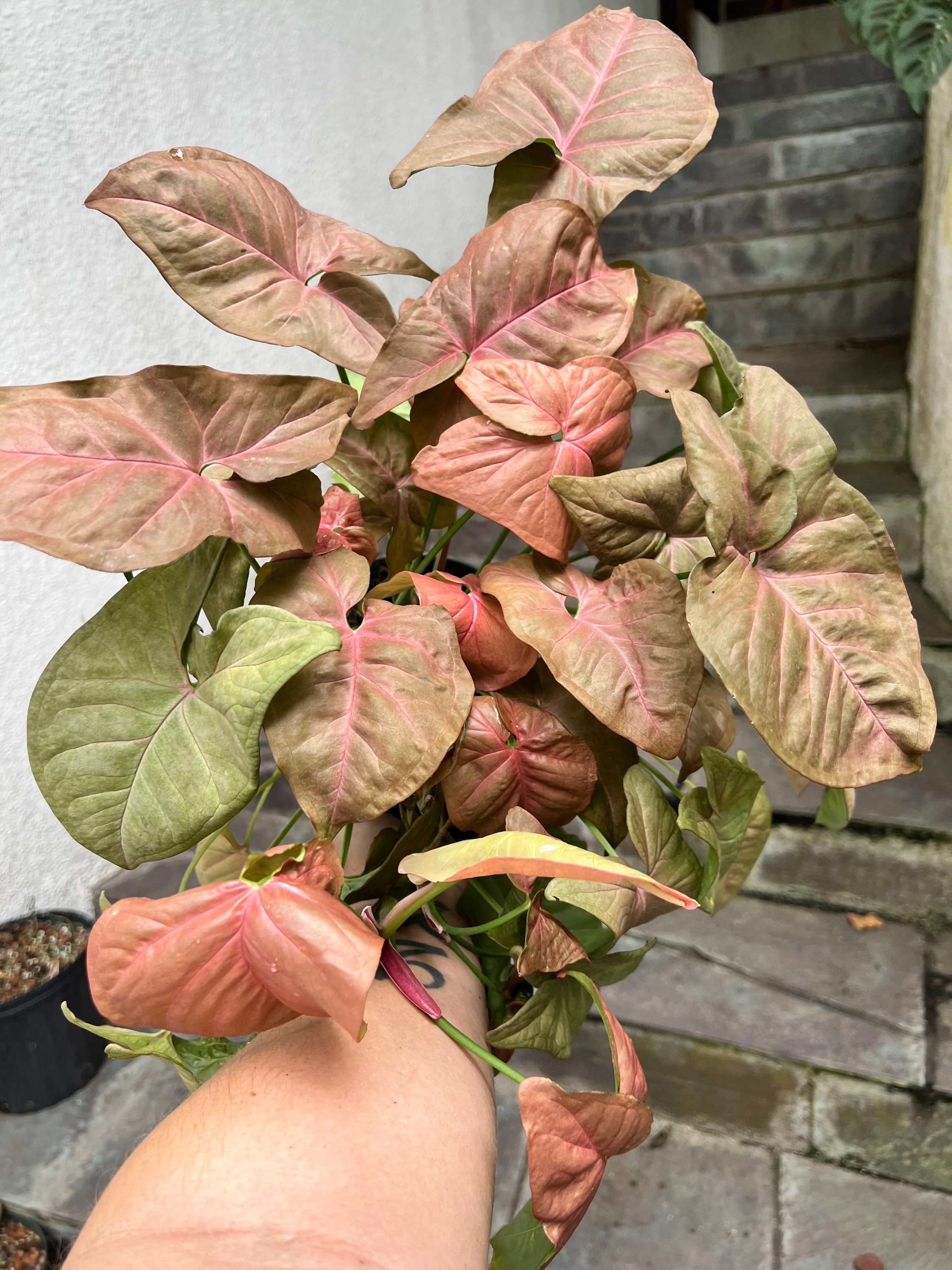 Pink Arrowhead Plant