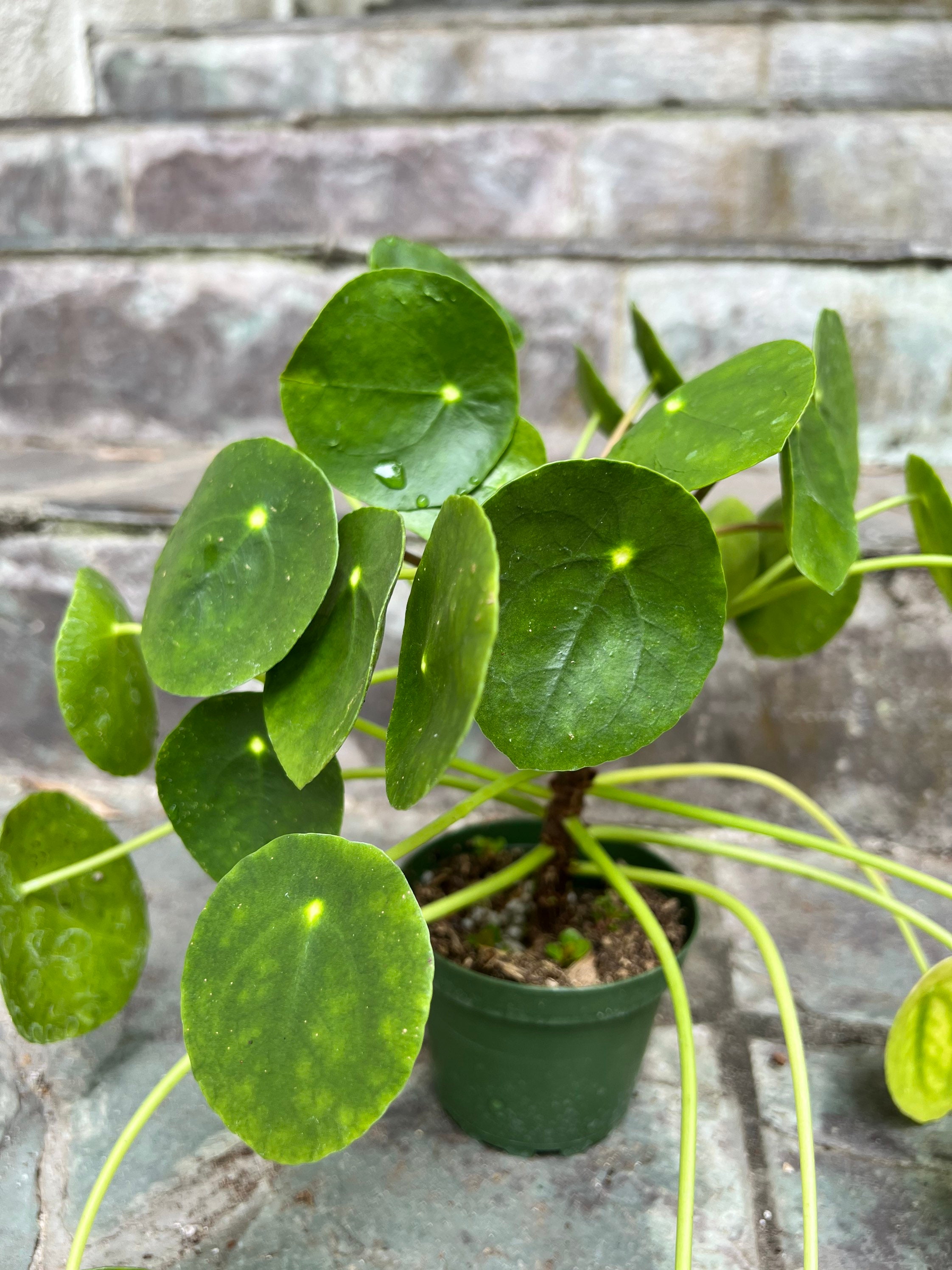 Pilea Peperomioides Very LARGE and FULL Grown in 4 Pot | Etsy