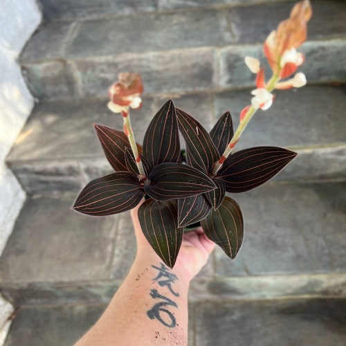 Orchid Bulbophyllum Claptonense Live Plant in 4 Pot Free | Etsy