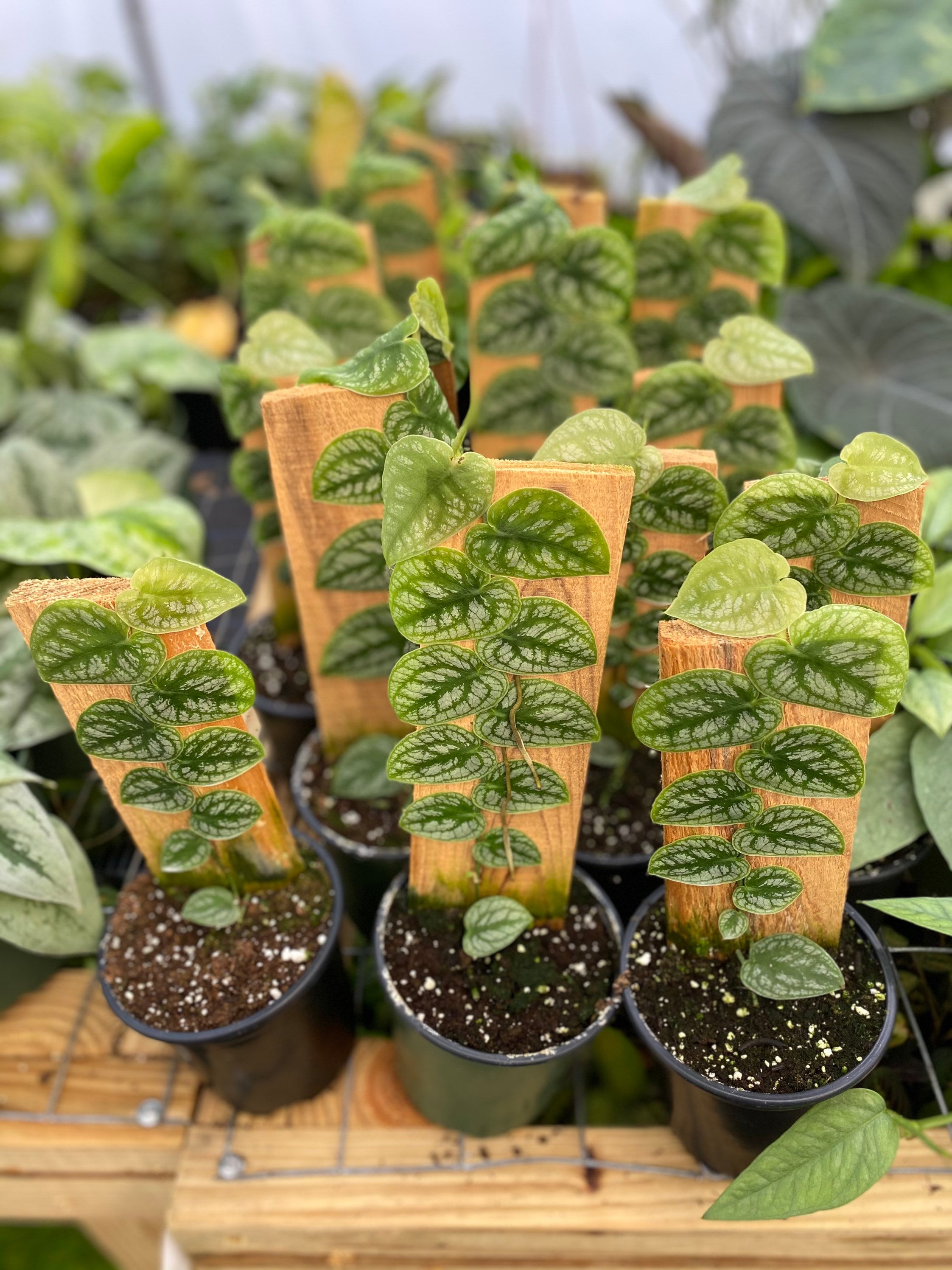 Monstera Dubia Shingling Plant Growing in 4 Pot Rare - Etsy