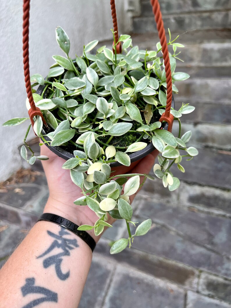 Dischidia Oiantha VARIEGATED Grown in 5pot Live Plant - Etsy