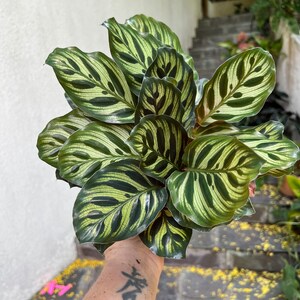 Calathea Makoyana peacock Dwarf Variety Grown in a 6 Pot - Etsy