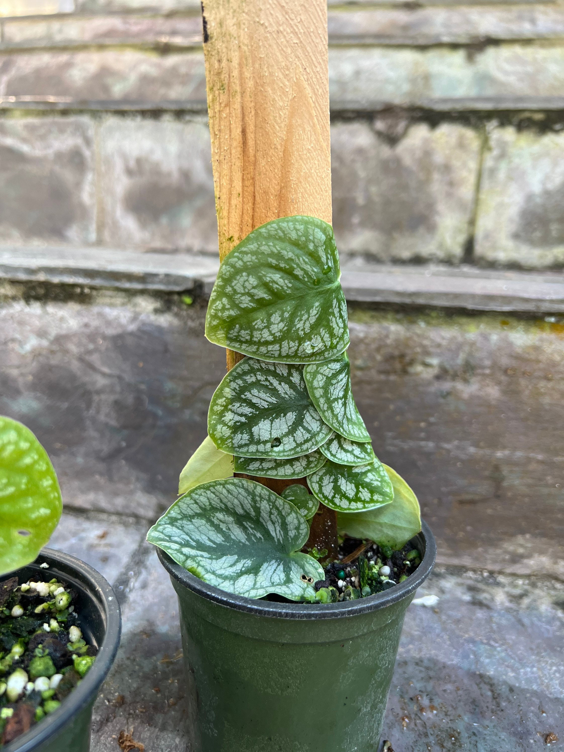 Monstera Dubia Shingling Plant Growing in 4 Pot Rare - Etsy