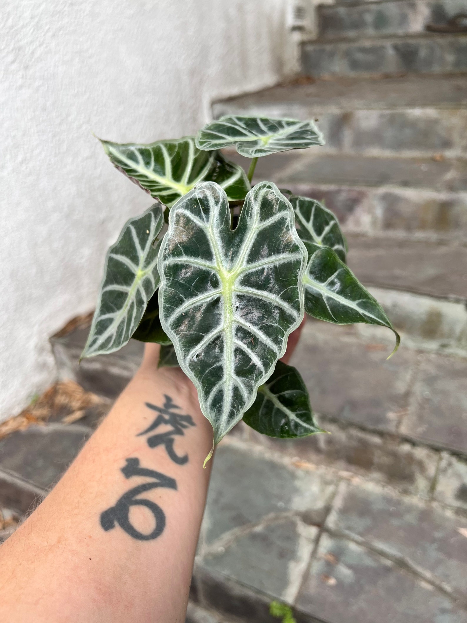 Alocasia Mandalay amazonica Mini Grown in 4 Pot Small - Etsy New Zealand