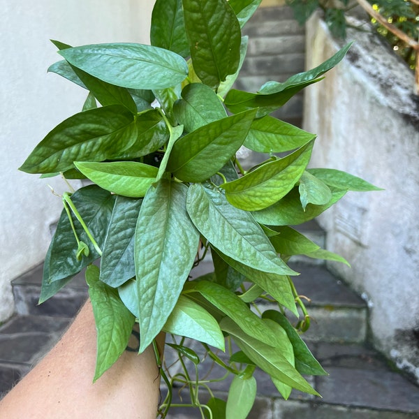Cebu Blue Pothos - Etsy