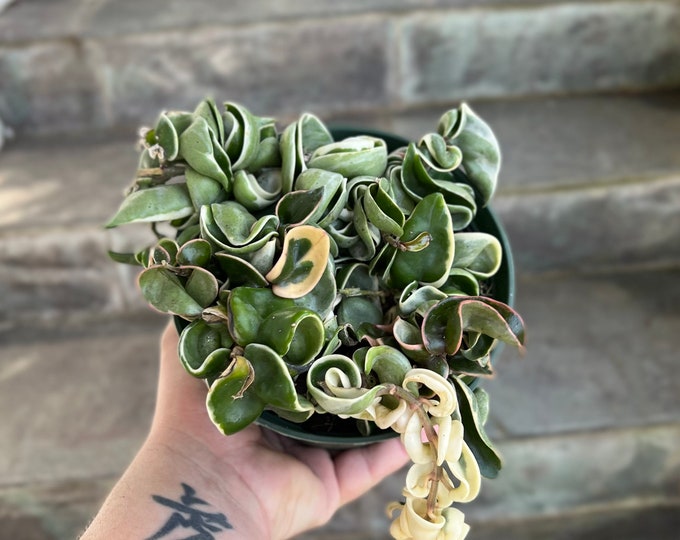 Hoya Rope Variegated Pink and White Coloration Varies Grown in 6 Pot ...