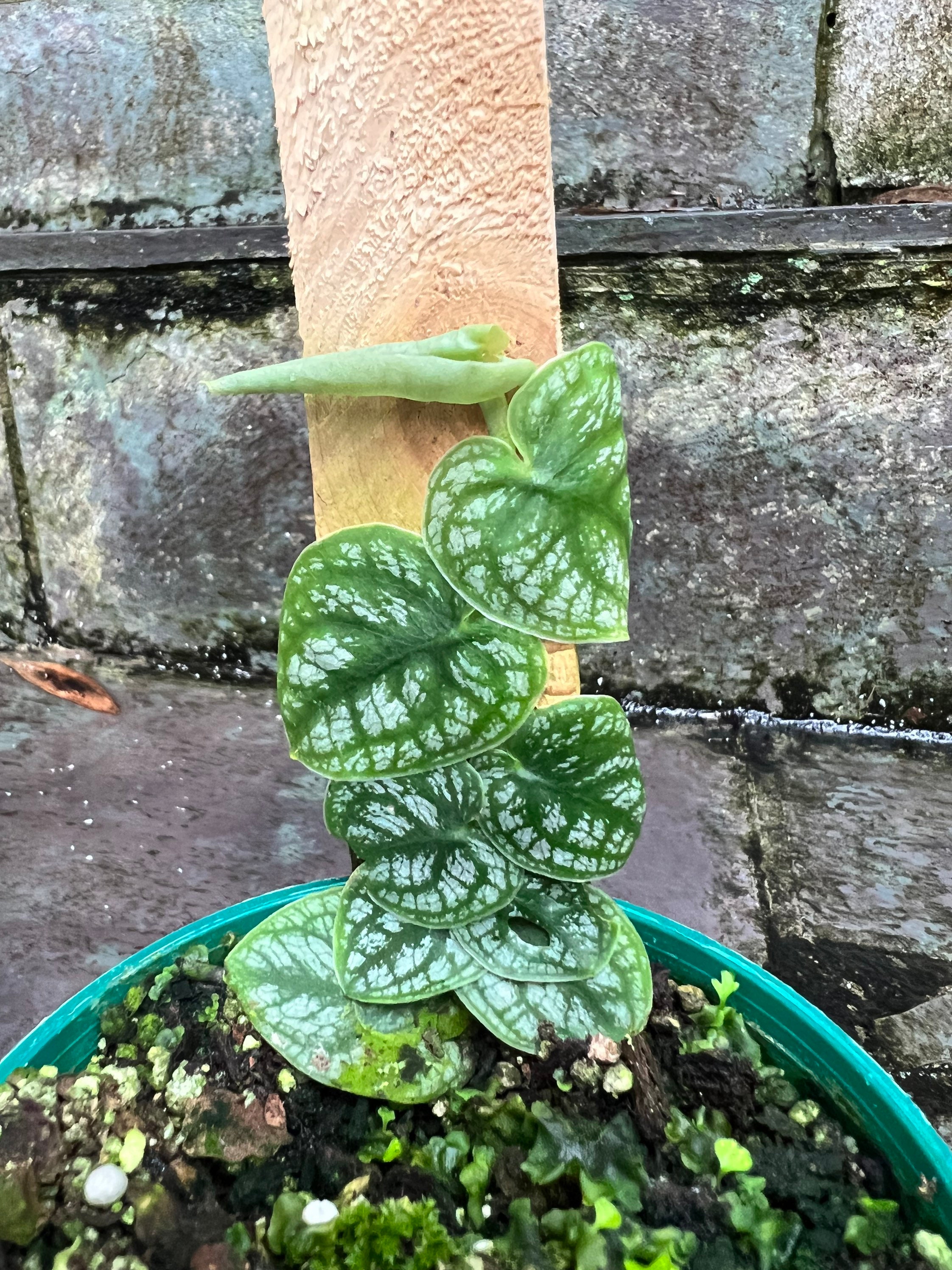 Monstera Dubia Shingling Plant Growing in 4 Pot Rare - Etsy