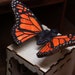 Monarch Butterfly Automata, Wooden Butterfly Model, Hand Painted ...