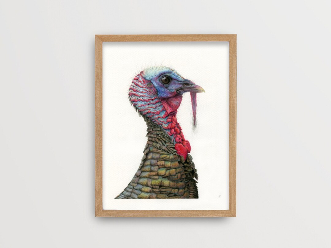 Fine Art Print Wild Turkey, Bird Art, Wildlife and Nature Illustration ...