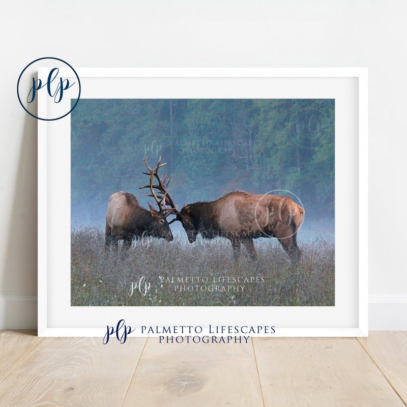 Elk Picture - Etsy