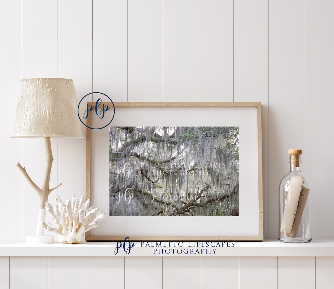 Spanish Moss Mossy Oaks Canopy of Trees Spanish Moss Cover - Etsy