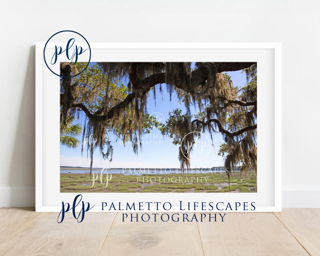 Spanish Moss Canopy, Spanish Moss, Lowcountry, South Carolina ...