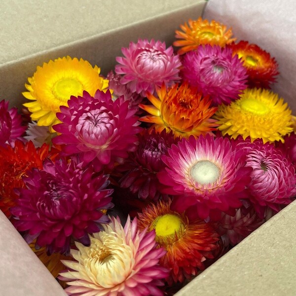 Strawflowers - Etsy