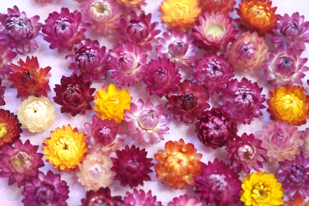 100 Tiny Straw Flowers Dried Flower DIY Supply Helichrysum Everlasting ...