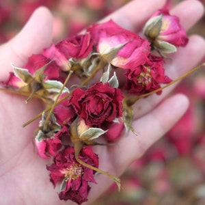 100 Dried Red Roses for Craft Wedding Decor Dried Flower DIY Supply ...
