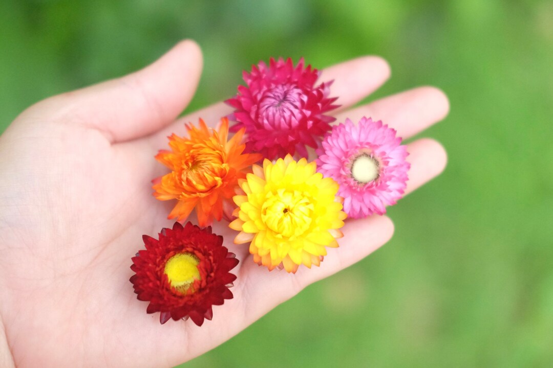 200 Small Straw Flowers Dried Flower DIY Supply Helichrysum Everlasting ...
