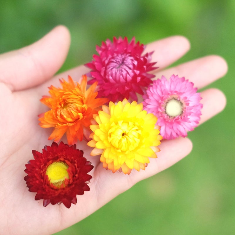 Strawflowers - Etsy