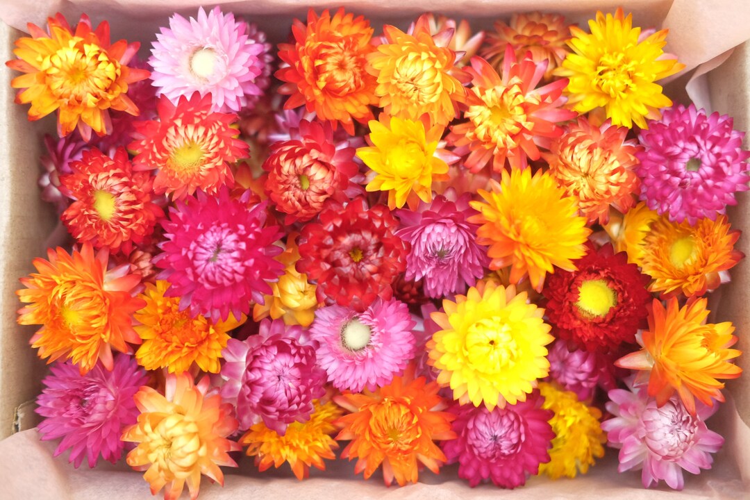 100 Small Straw Flowers Dried Flower DIY Supply Helichrysum Everlasting ...