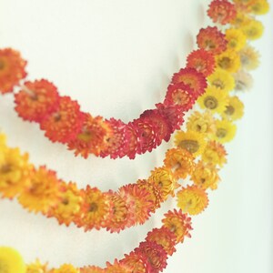 Set of 3 Strings 7ft Medium-size Dried Strawflower Garland, Dried ...