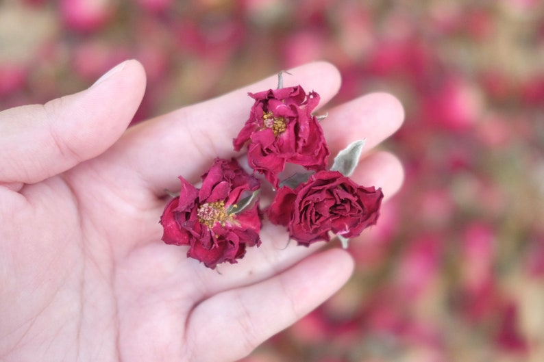 100 Dried Red Roses for Craft Wedding Decor Dried Flower DIY - Etsy