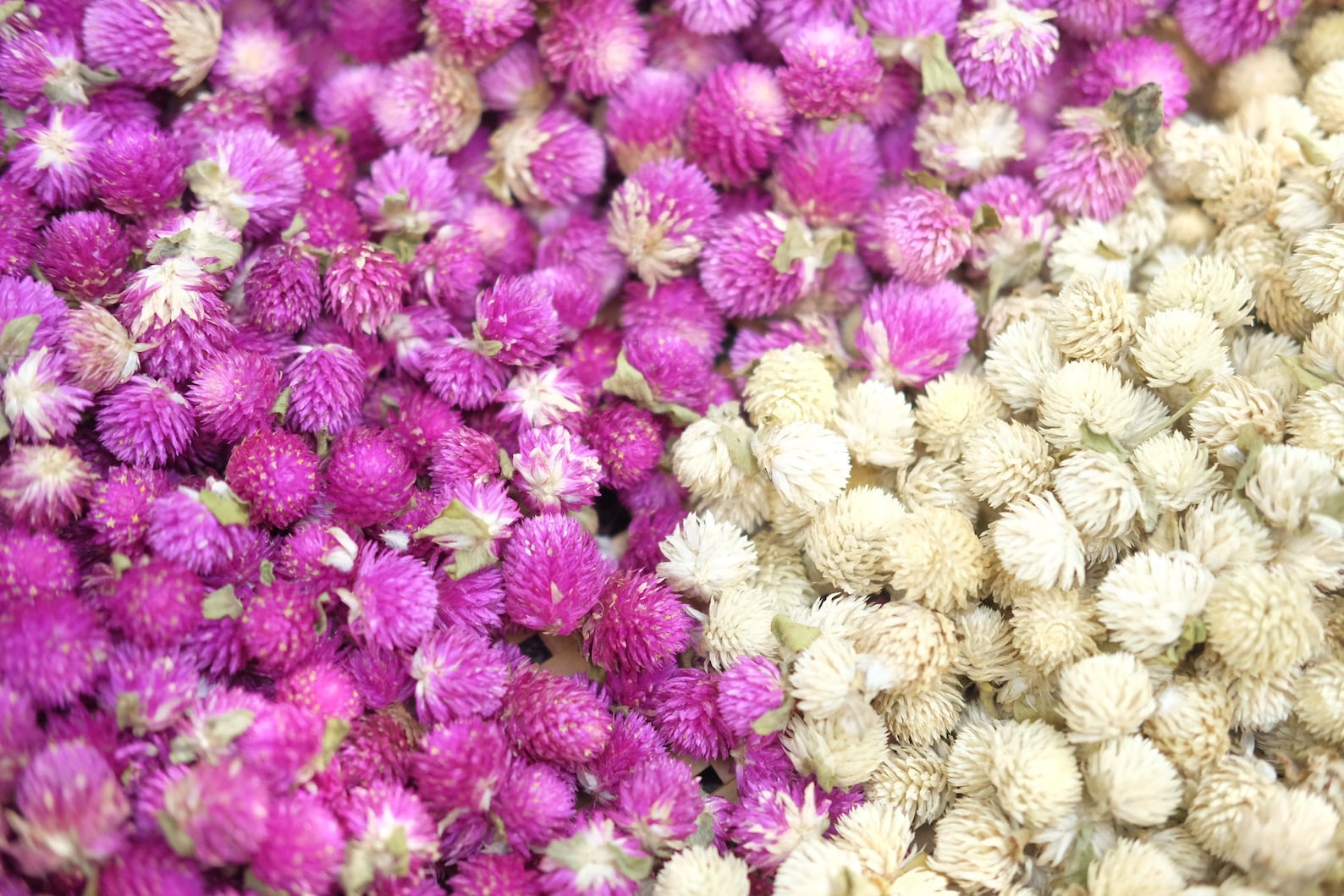 100 Dried Globe Amaranth Flower DIY Supply Everlasting Flower Gomphrena ...
