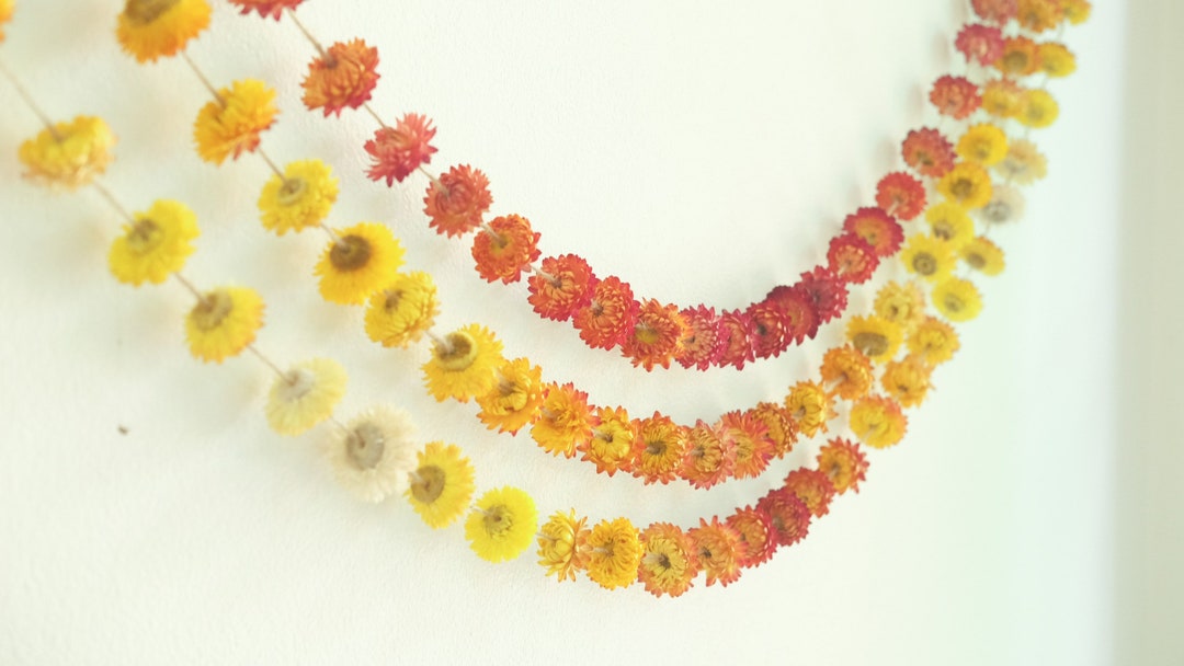 Set of 3 Strings 7ft Medium-size Dried Strawflower Garland, Dried ...