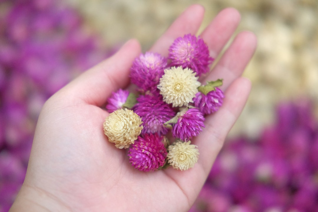 100 Dried Globe Amaranth Flower DIY Supply Everlasting Flower Gomphrena ...