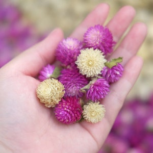 100 Dried Globe Amaranth Flower DIY Supply Everlasting Flower Gomphrena ...