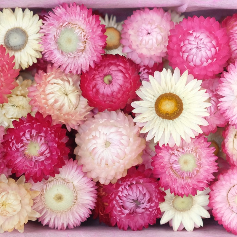 Straw Flowers - Etsy